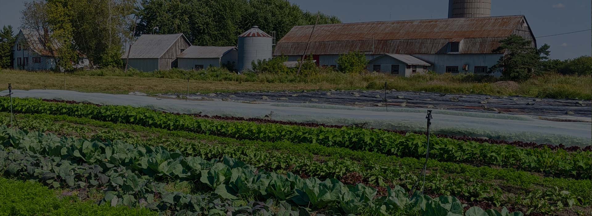 Cultivores Microferme | Ferme maraîchère